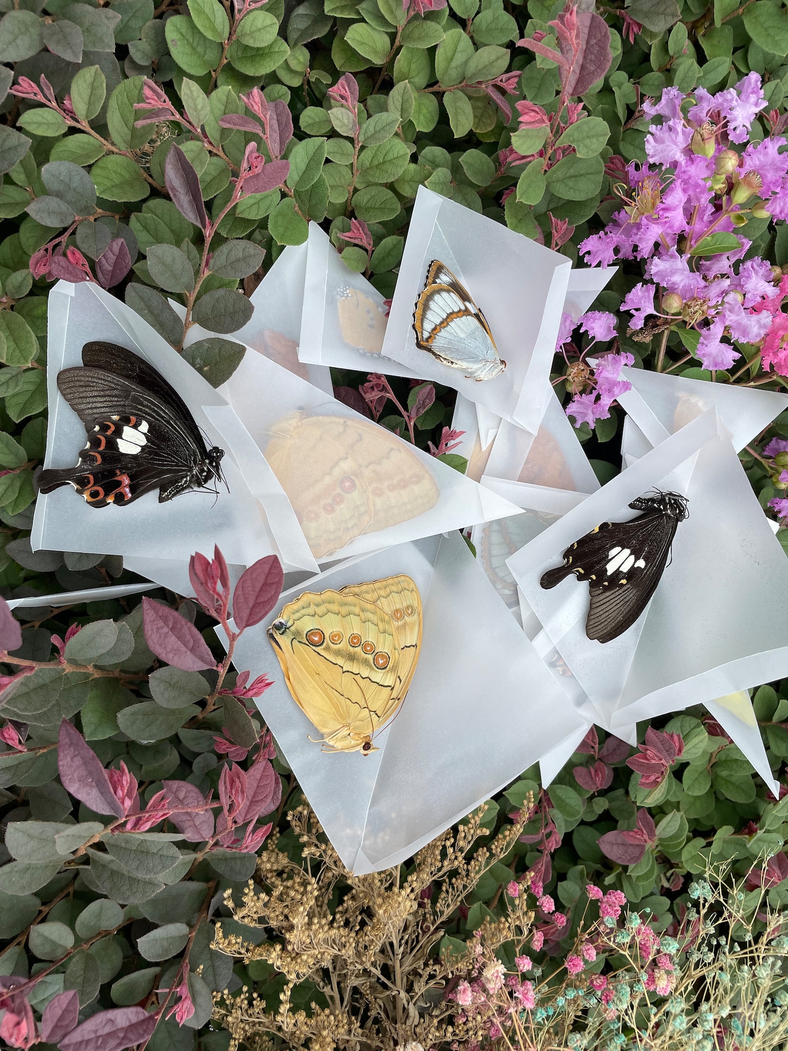 Random Mix of Real Butterfly Taxidermy Artwork,butterfly Taxidermy ...