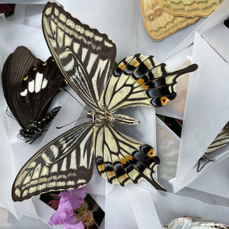 Real Butterfly - Etsy