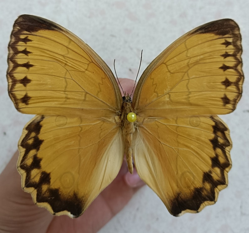 Random Mix of Real Butterfly Taxidermy Artworkbutterfly - Etsy