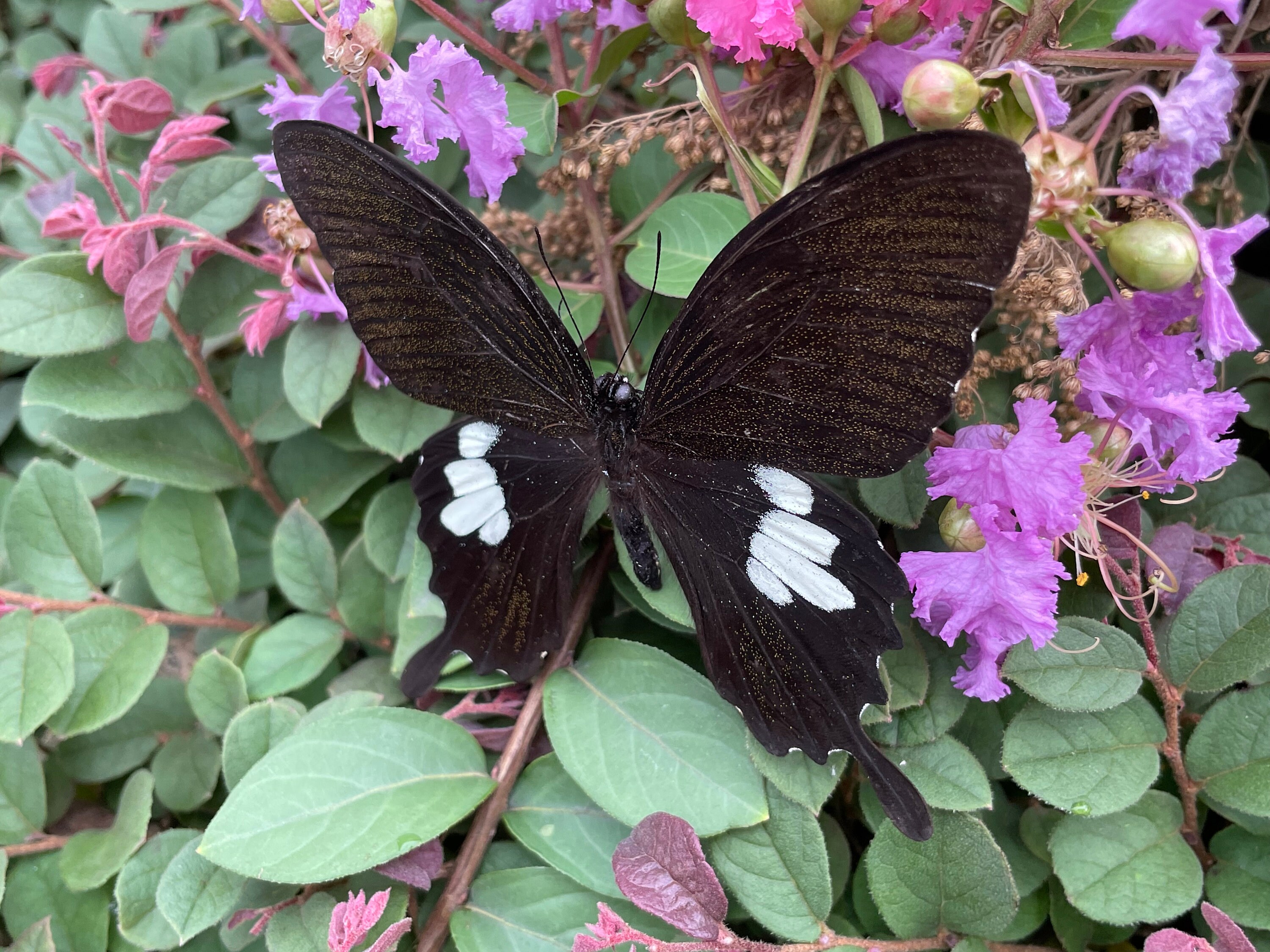 Stunning Green Summer Form Butterflybutterfly - Etsy