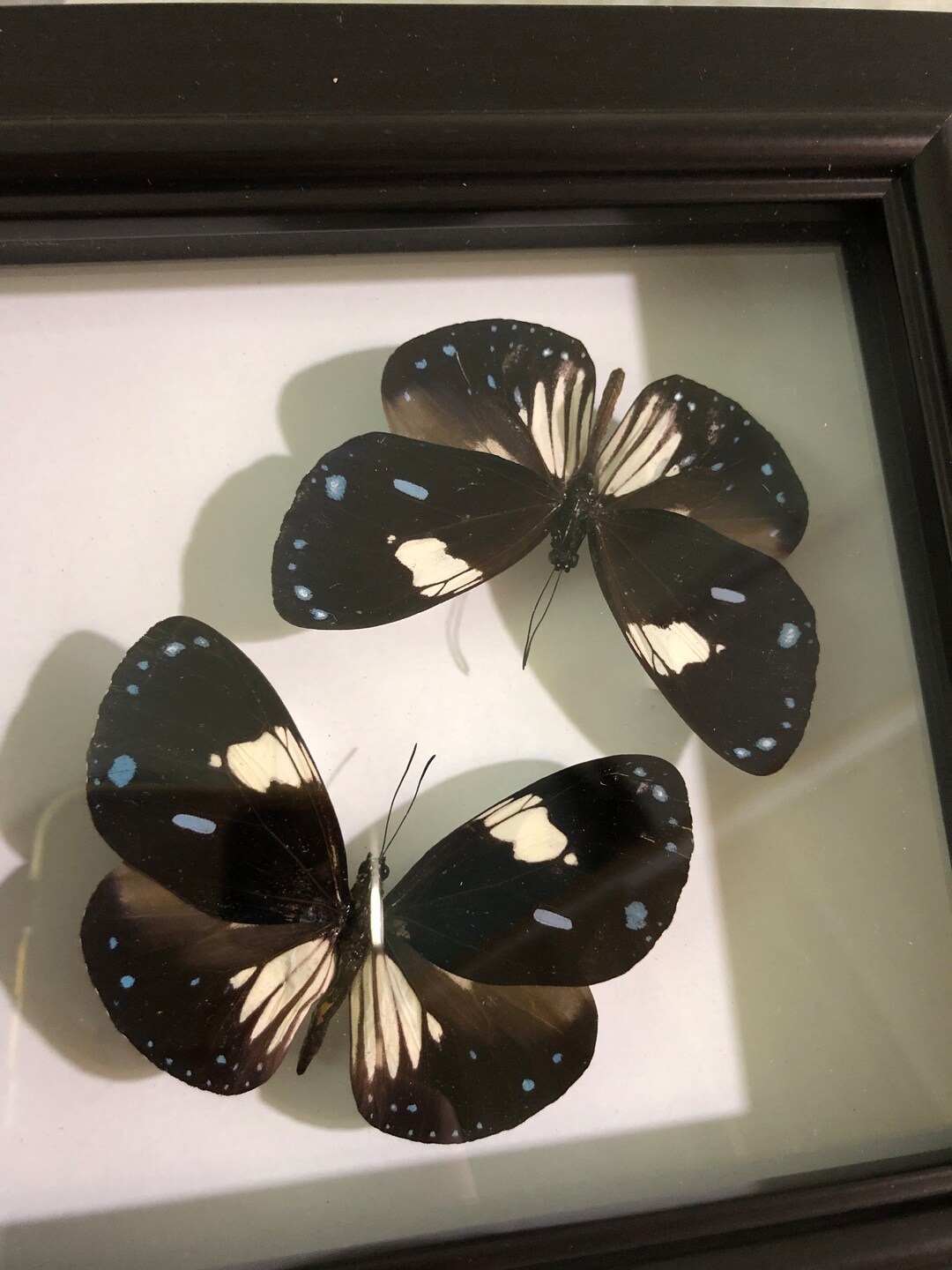 Butterflies in Frame,butterfly Taxidermy,real Butterfly,butterfly Frame ...