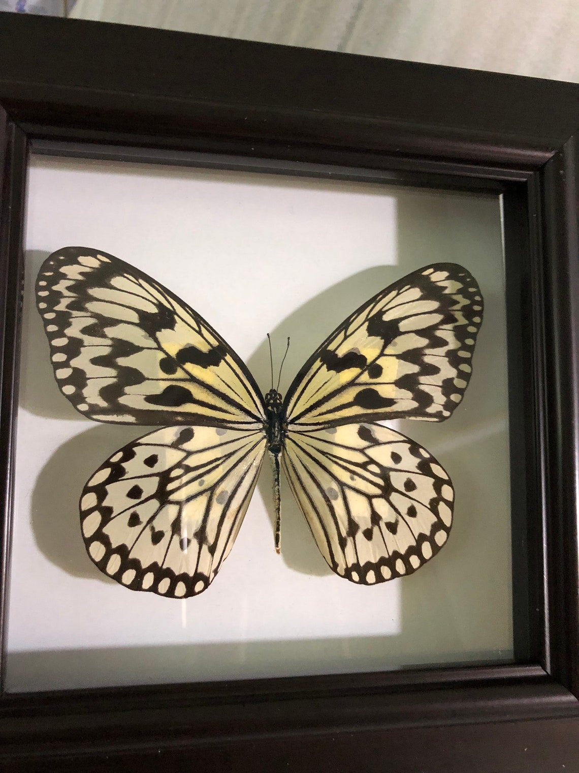 Idea Leuconoe Butterflies in Frame, Black and White Butterfly,butterfly ...