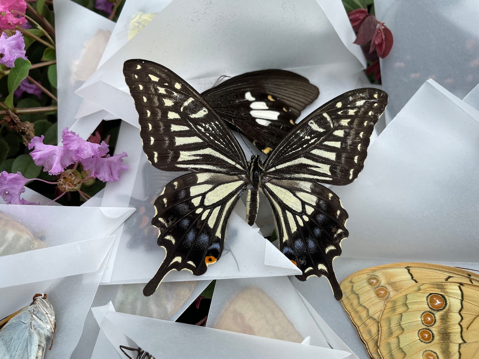 Random Mix of Real Butterfly Taxidermy Artworkbutterfly - Etsy