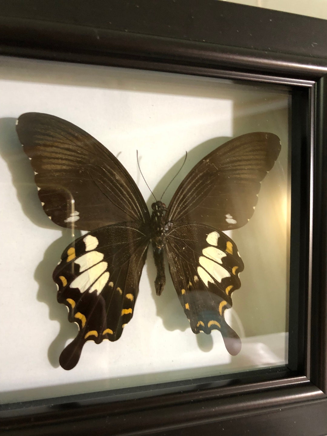 Real Butterfly in Wooden in Frame, Butterfly Taxidermy, Butterfly Decor ...