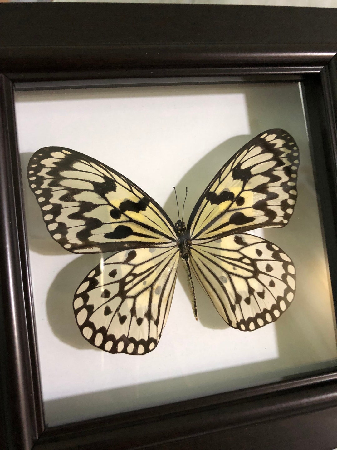 Idea Leuconoe Butterflies in Frame, Black and White Butterfly,butterfly ...