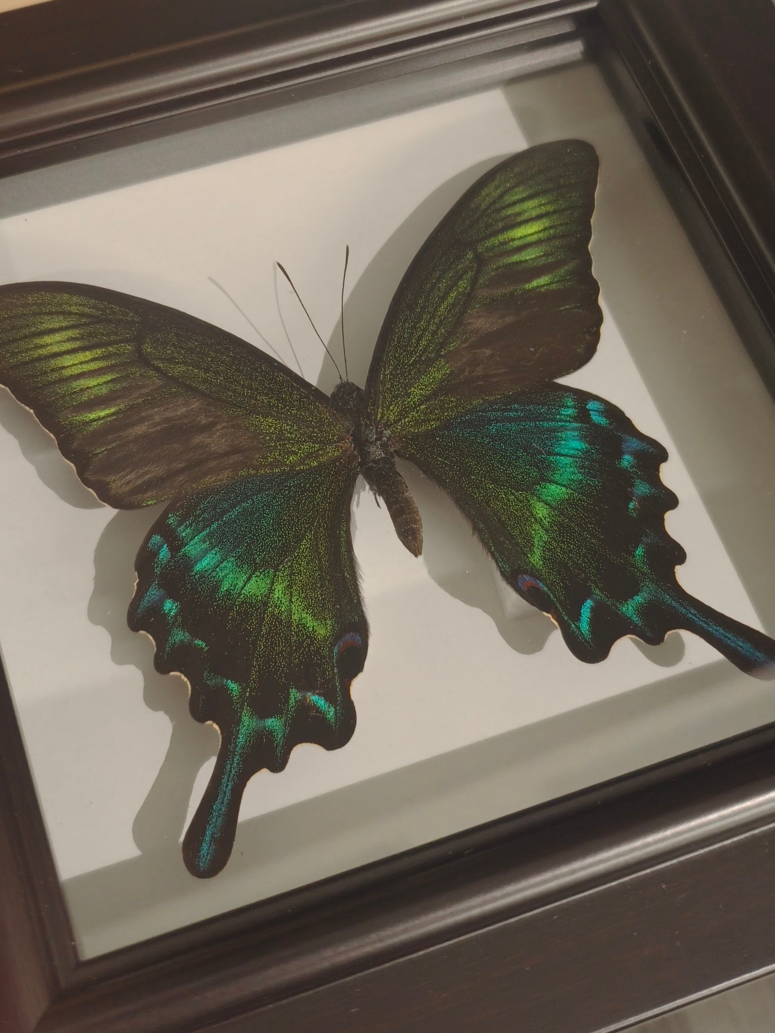 Green Summer Form Butterfly,papilio Maackii Butterfly,butterfly ...