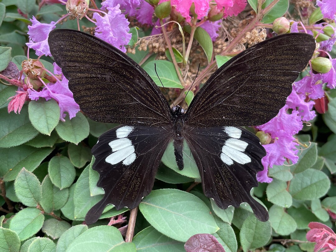 Stunning Green Summer Form Butterfly,butterfly Taxidermy,butterfly ...