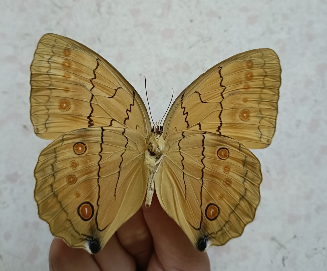 Random Mix of Real Butterfly Taxidermy Artworkbutterfly - Etsy