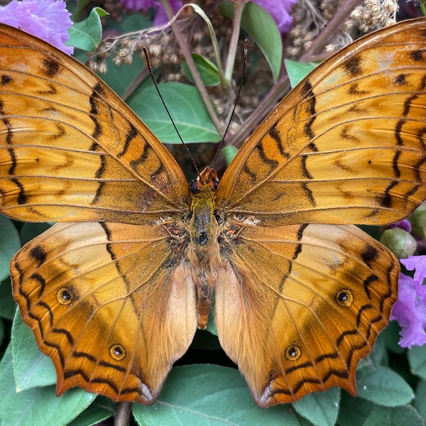 Nature Specimen - Etsy