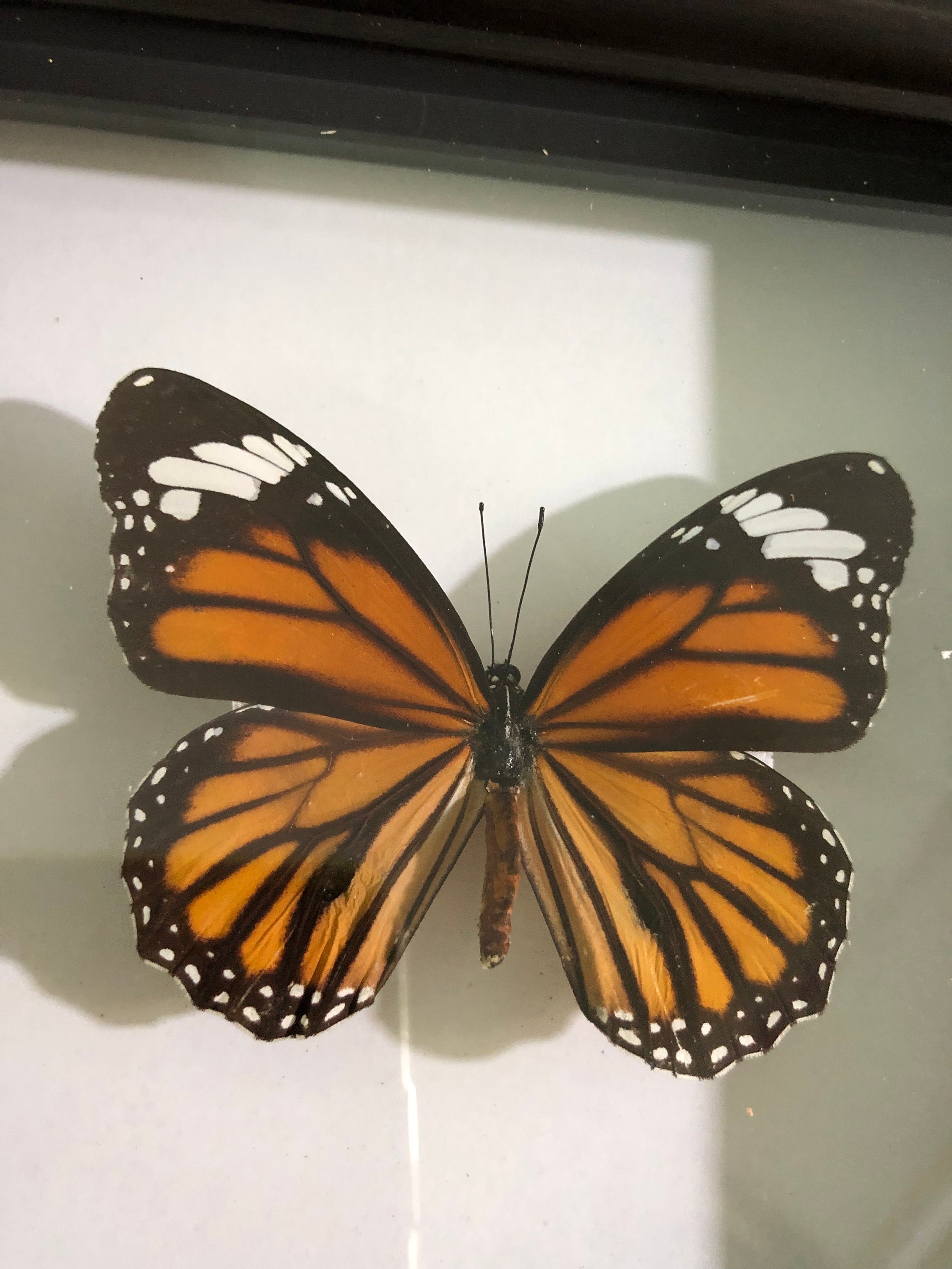 Danaus Plexippus Monarch Butterfly Taxidermy in Frame,orange Butterfly ...
