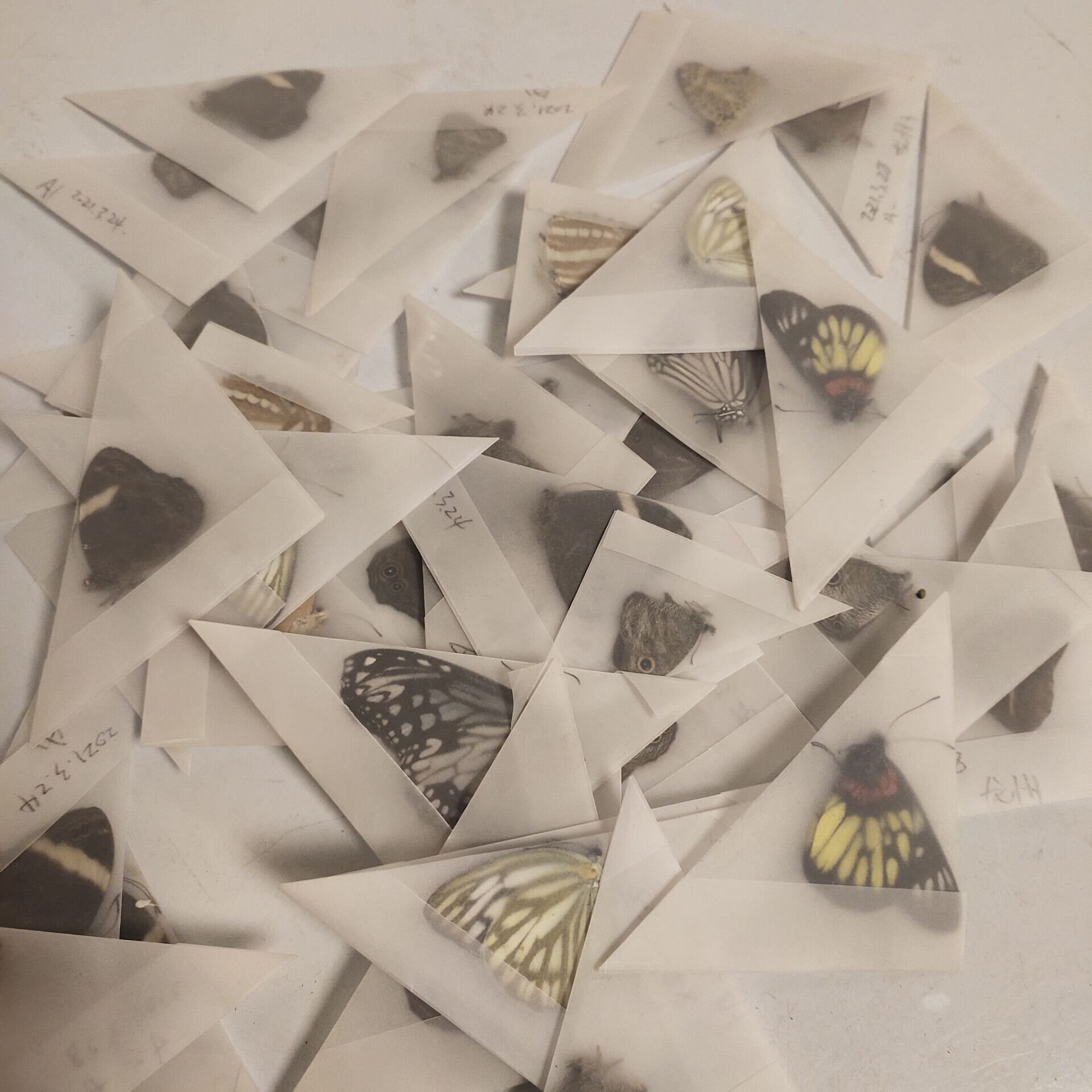 Random Mix of Real Butterfly Taxidermy Artwork,butterfly Taxidermy ...