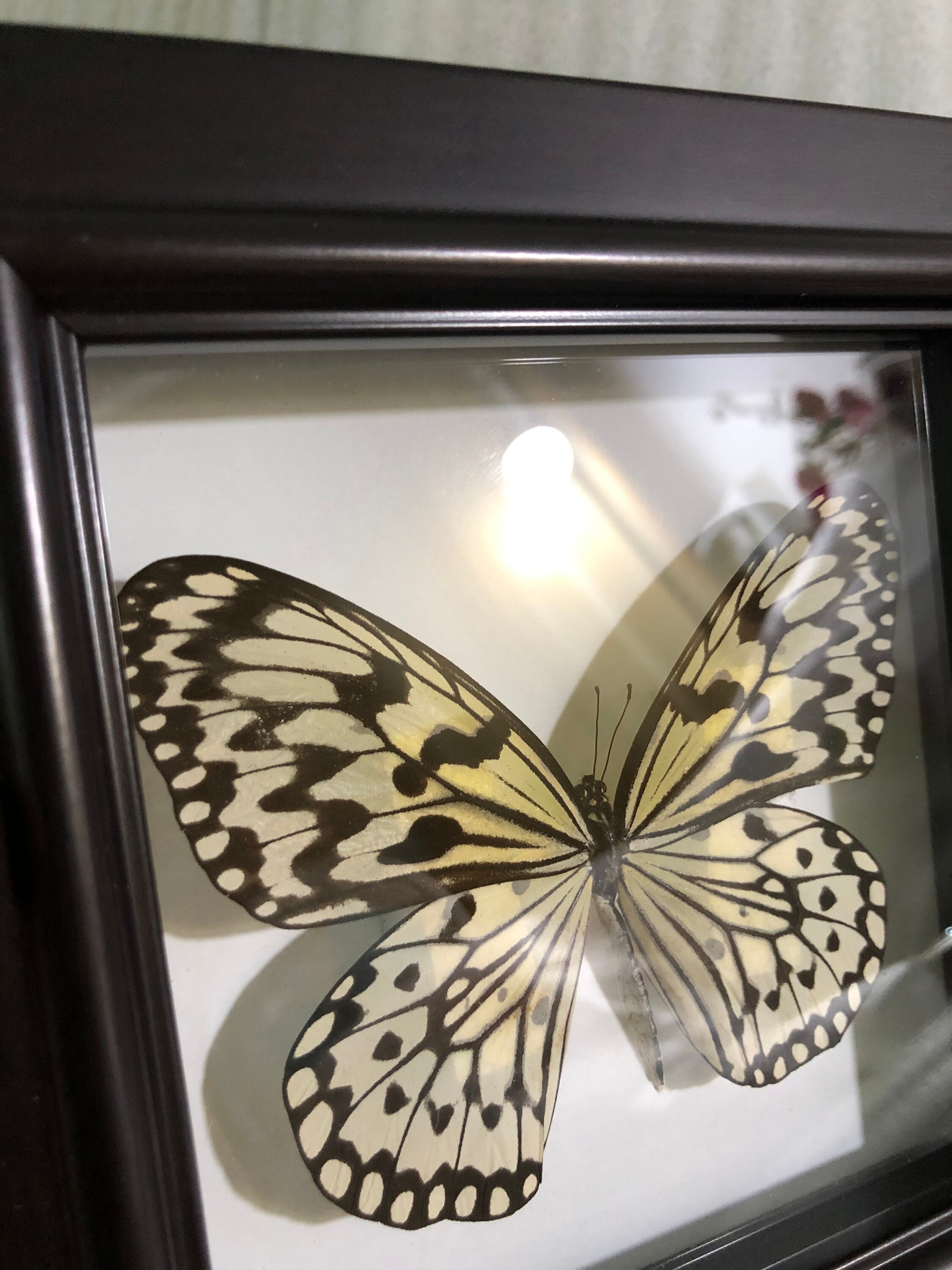 Idea Leuconoe Butterflies in Frame Black and White - Etsy