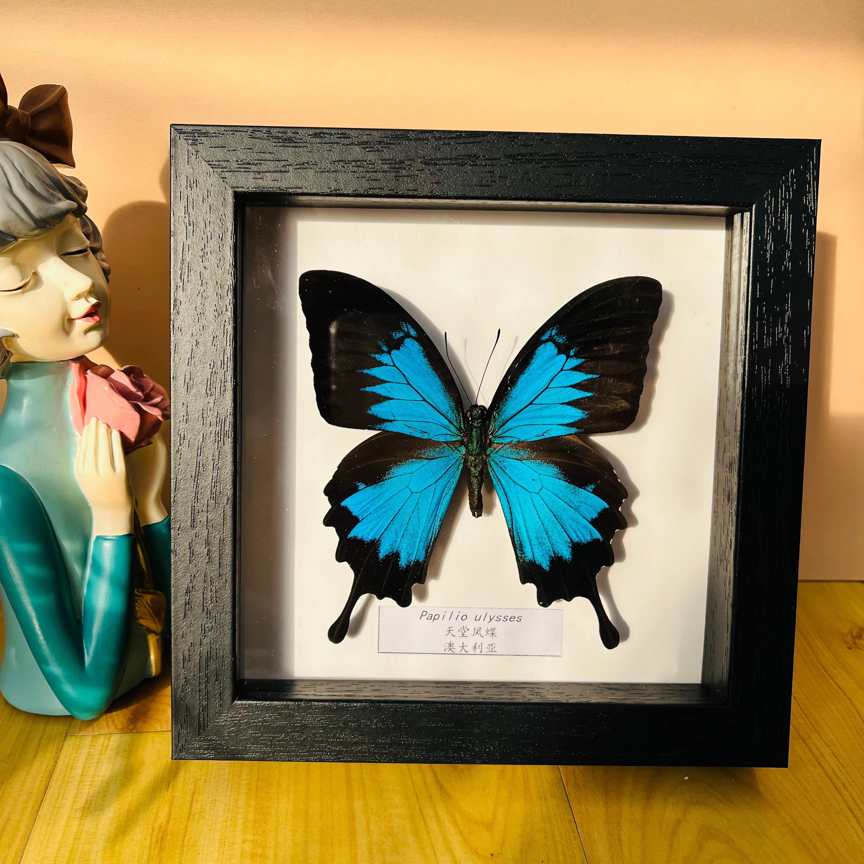 Large Blue Papilio Ulysses Butterfly in Frame,ethically Sourced ...