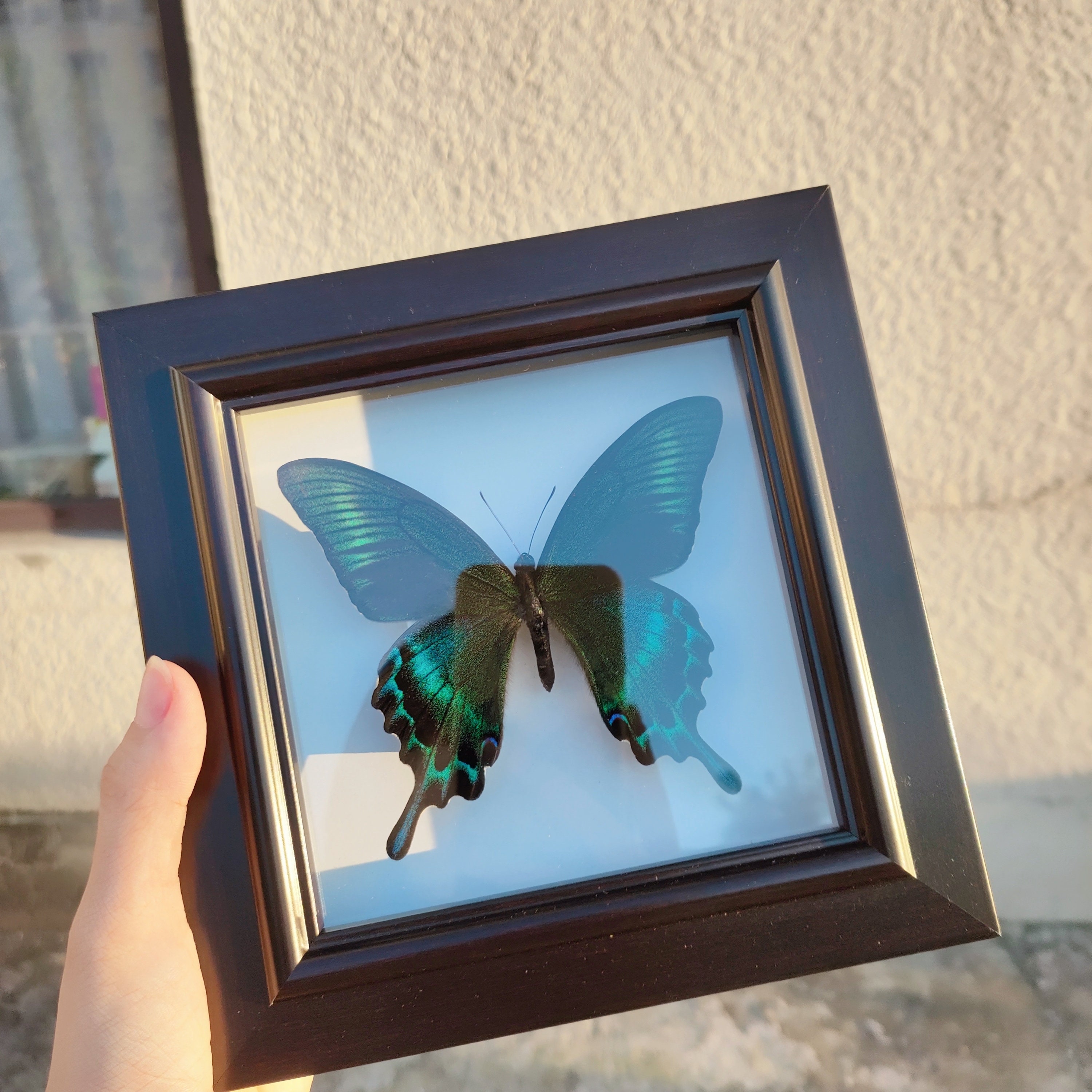 Green Summer Form Butterfly,papilio Maackii Butterfly,butterfly ...