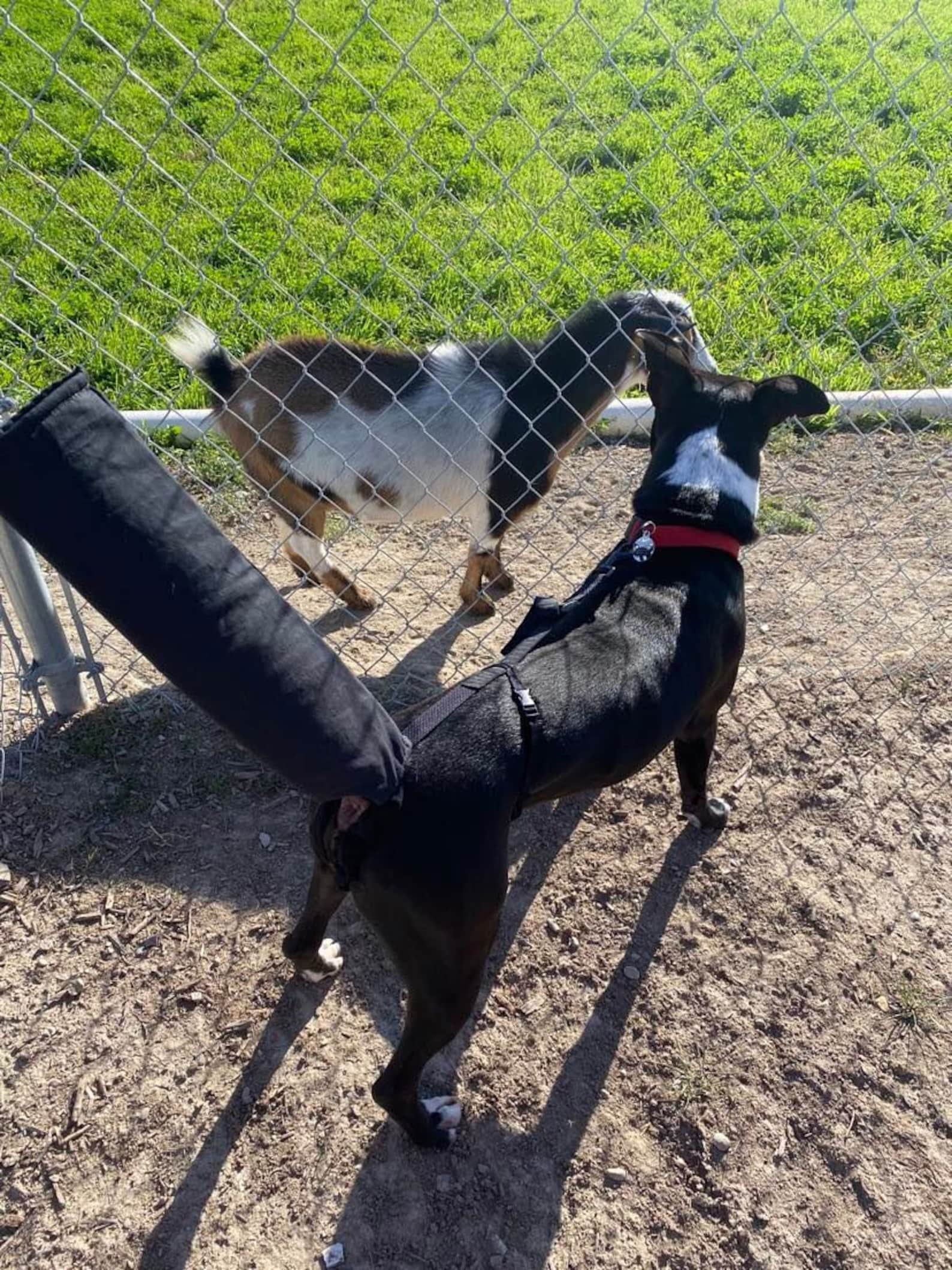 The Happy Tail Guard. VET APPROVED Tail Protection for Your Dog. Helps ...