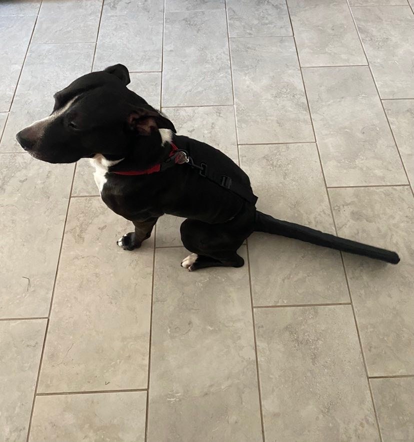 The Happy Tail Guard. VET APPROVED Tail Protection for Your Dog. Helps ...