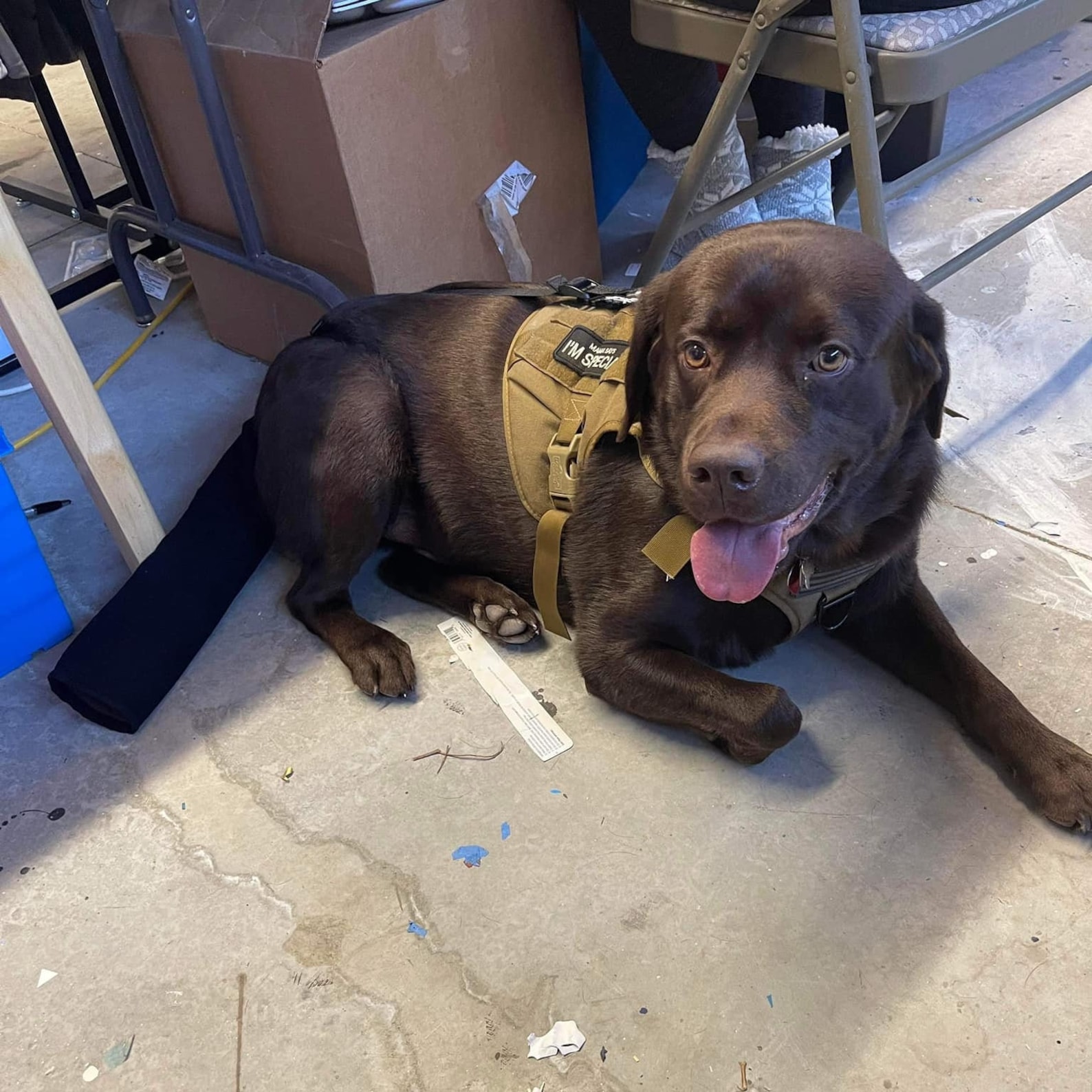 The Happy Tail Guard. VET APPROVED Tail Protection for Your Dog. Helps ...