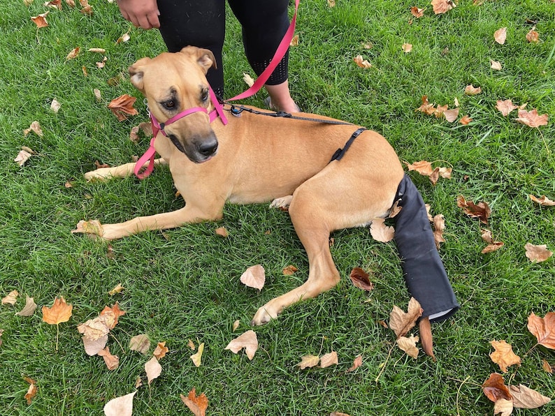 The Happy Tail Guard. VET APPROVED Tail Protection for Your Dog. Helps ...