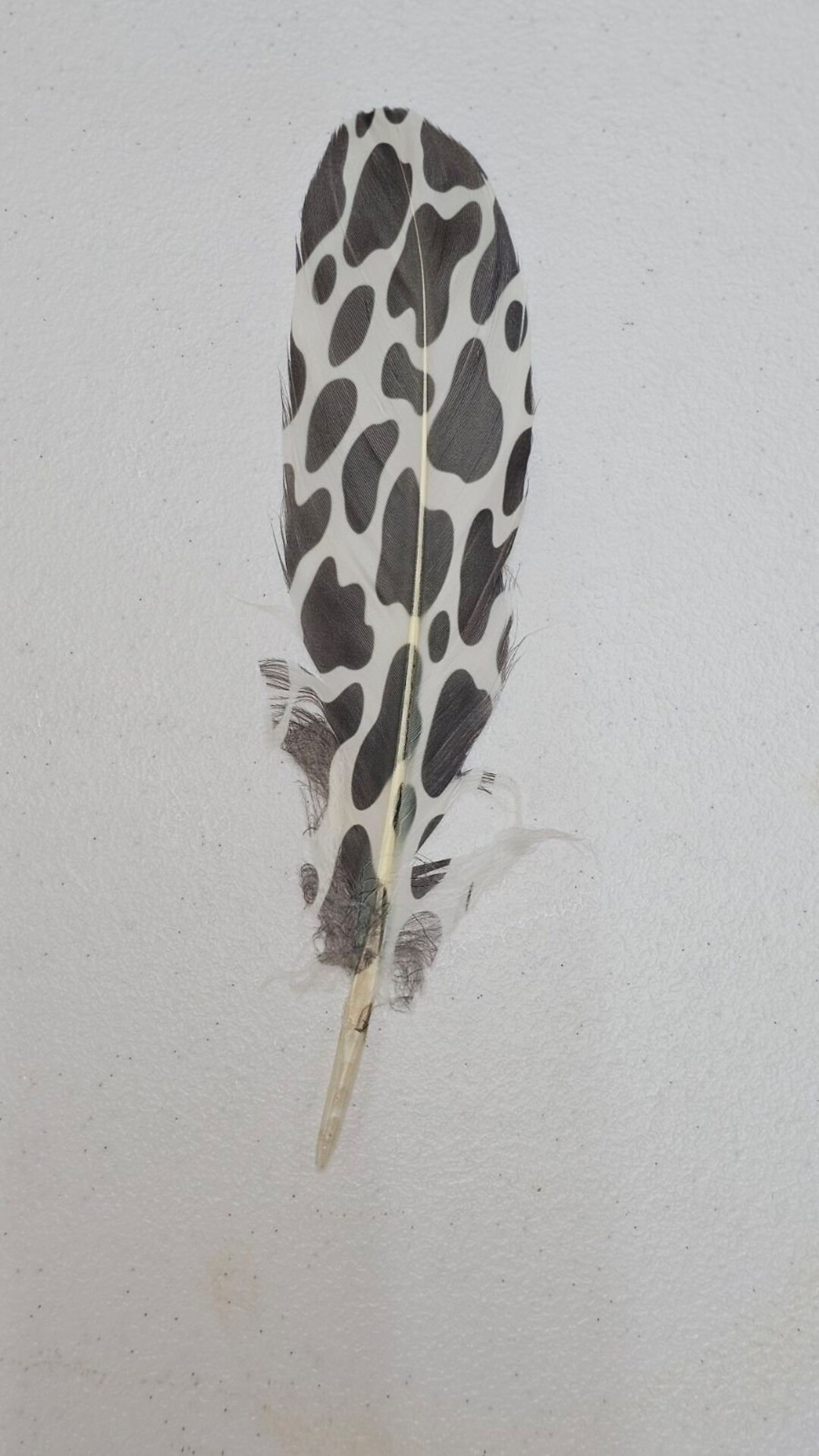 Hand Printed Cow Print Feather - Etsy