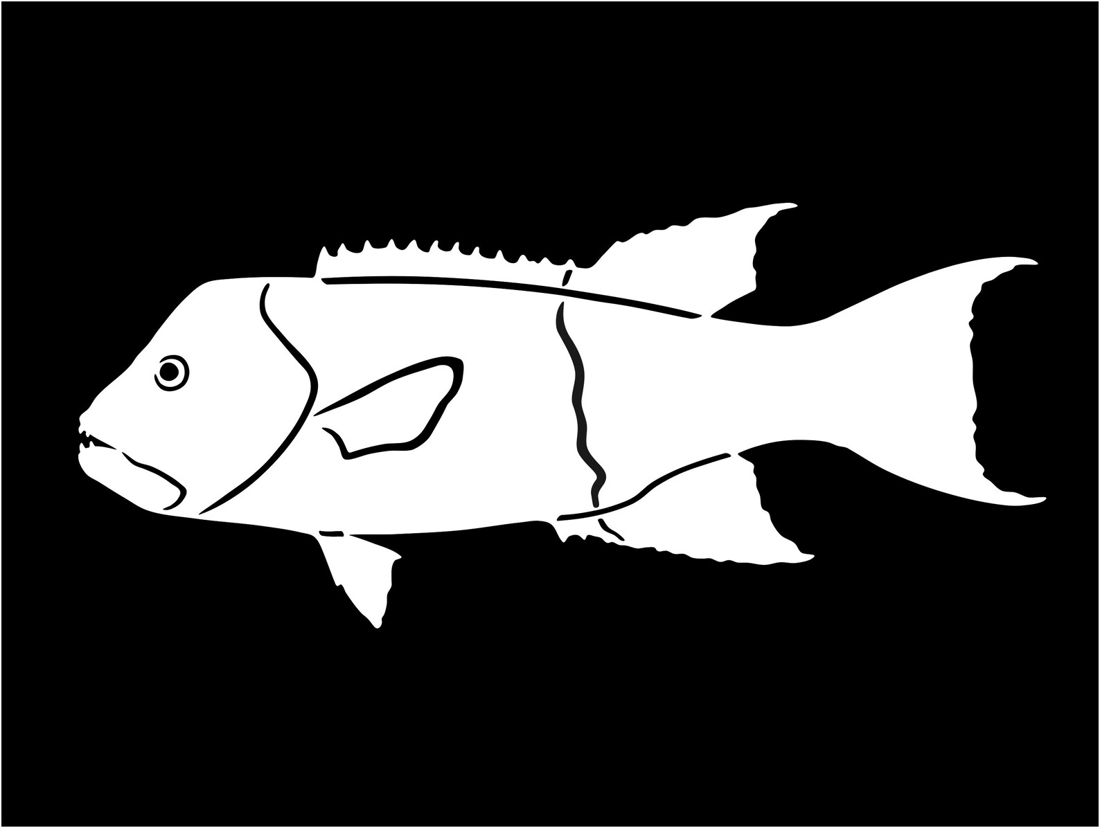 California Sheephead Sticker, Detailed Silhouette, White Vinyl Fish ...