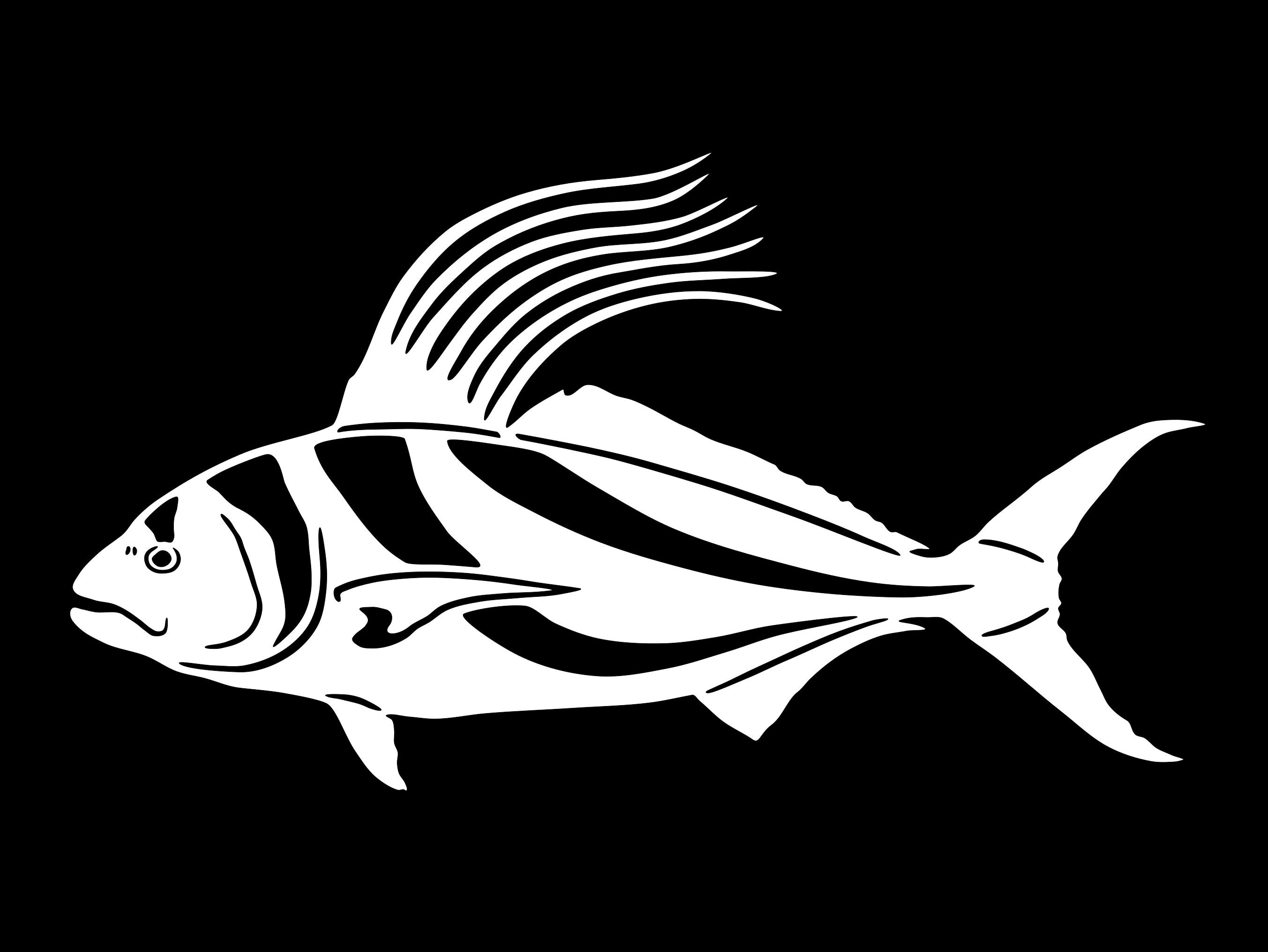Roosterfish White Vinyl Decal, Saltwater Fishing Sticker, Keeper ...