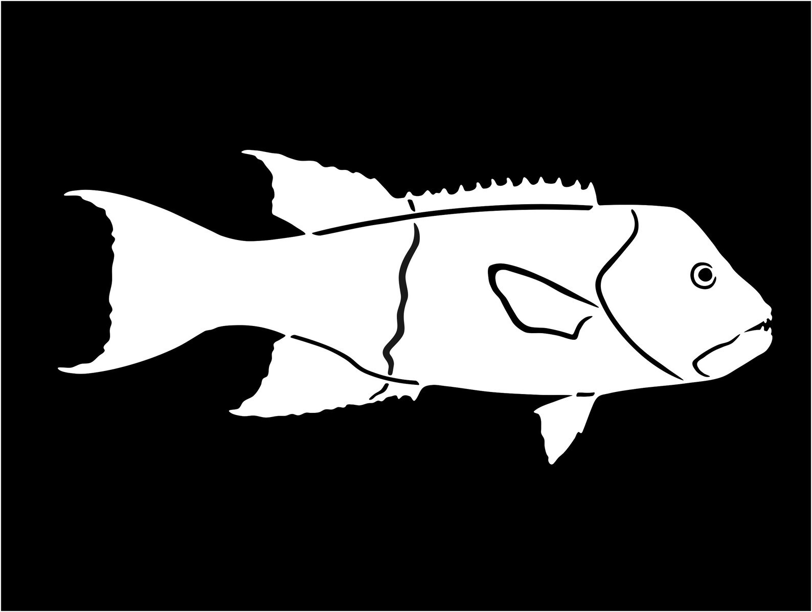 California Sheephead Sticker, Detailed Silhouette, White Vinyl Fish ...