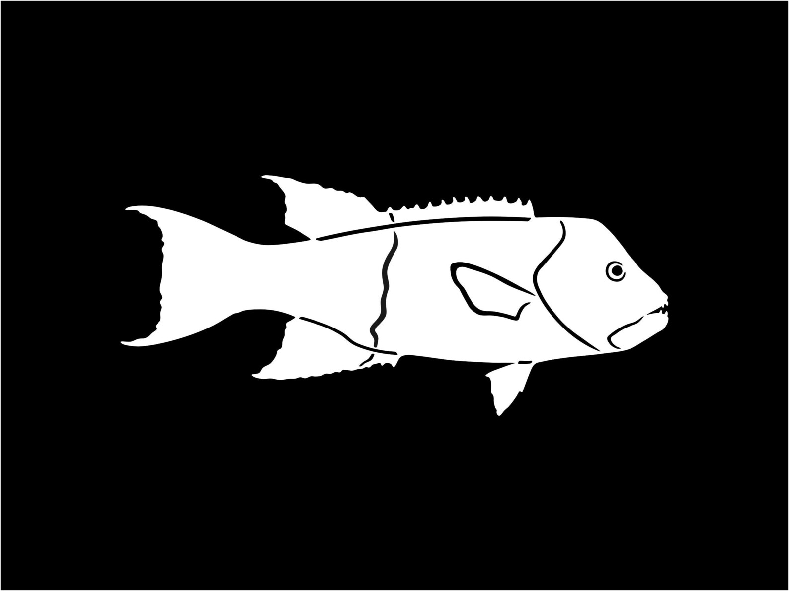 California Sheephead Sticker, Detailed Silhouette, White Vinyl Fish ...