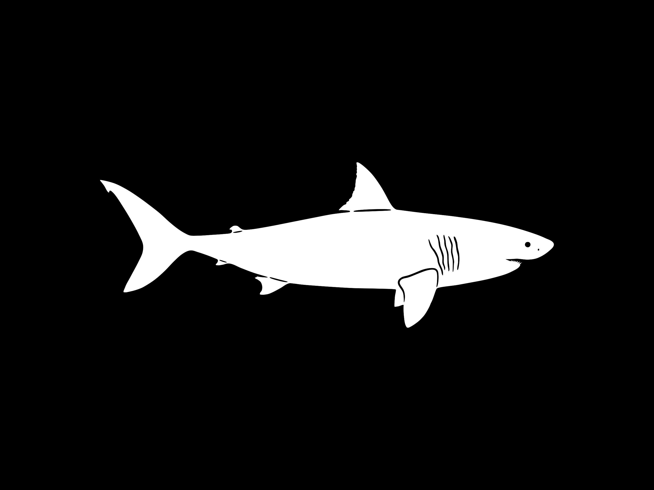 Great White Shark White Vinyl Decal Fish Stickers Made in - Etsy