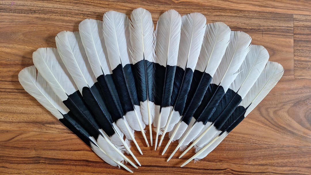 Hornbill Feathers, Prayer Feathers, NAC Feathers, Ceremonial Feathers ...