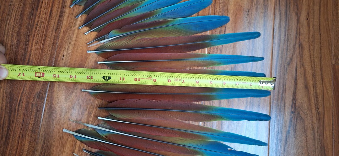 Military Macaw Feathers, NAC Feathers, Feather Fan, Smudge Feathers ...