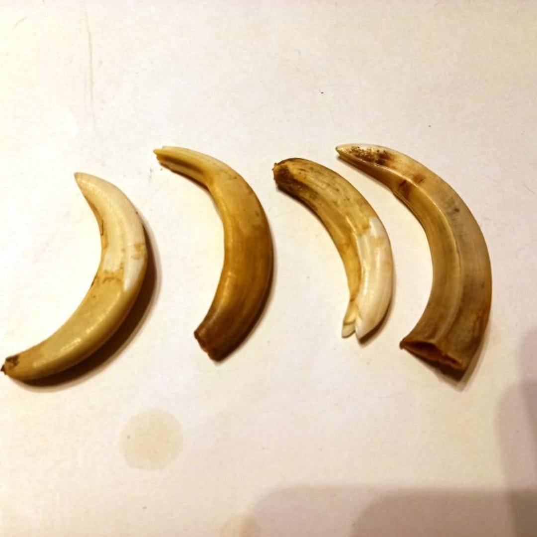 Four Boar Fangs and Teeth - Etsy