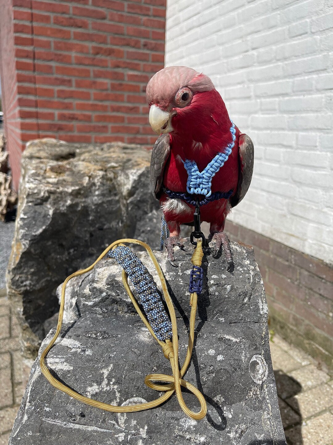 Parrot Harness Paracord Blue – Handmade Adjustable Harness for Parrots ...