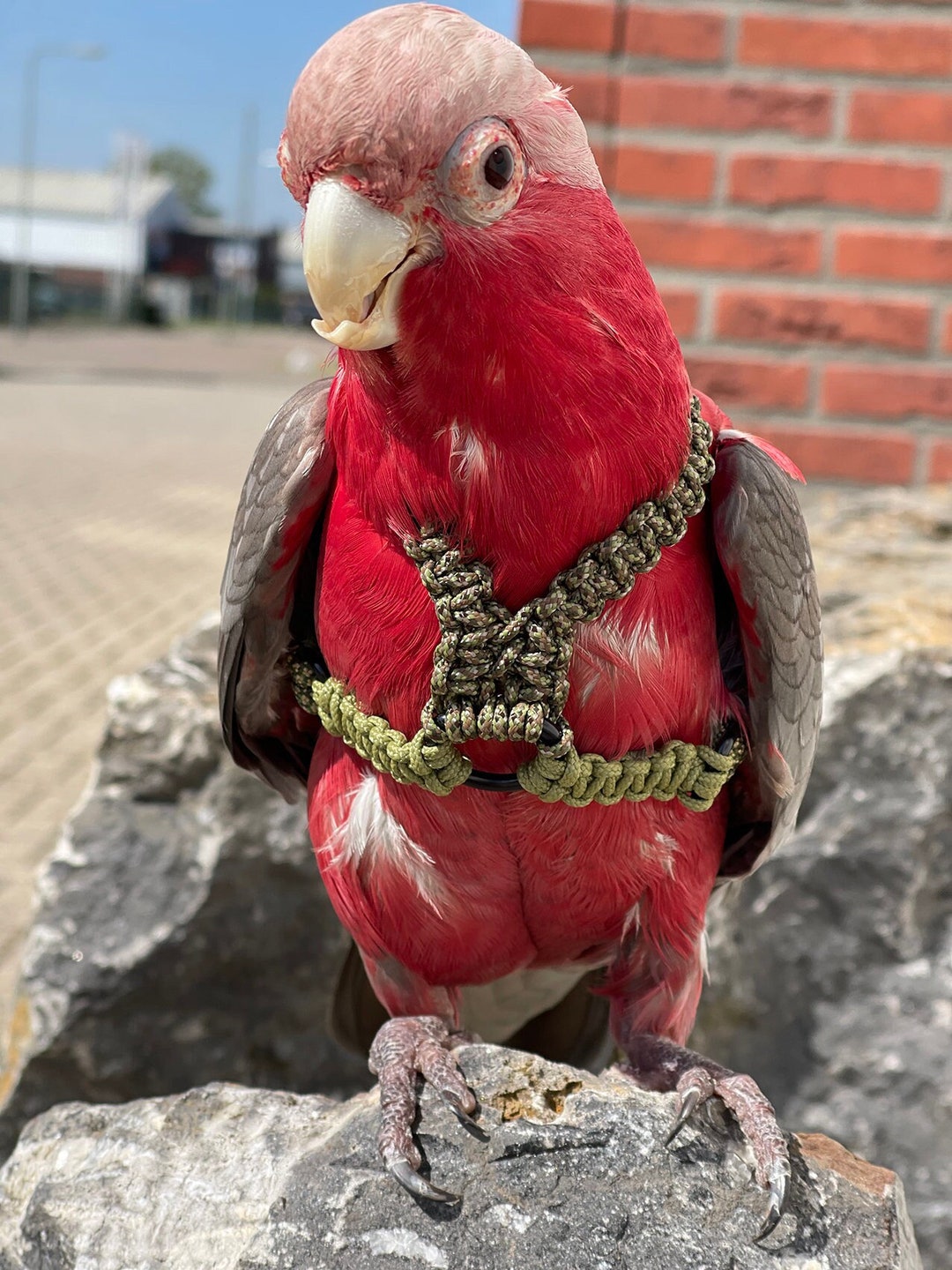 Parrot Harness Paracord Camouflage – Handmade Adjustable Harness for ...