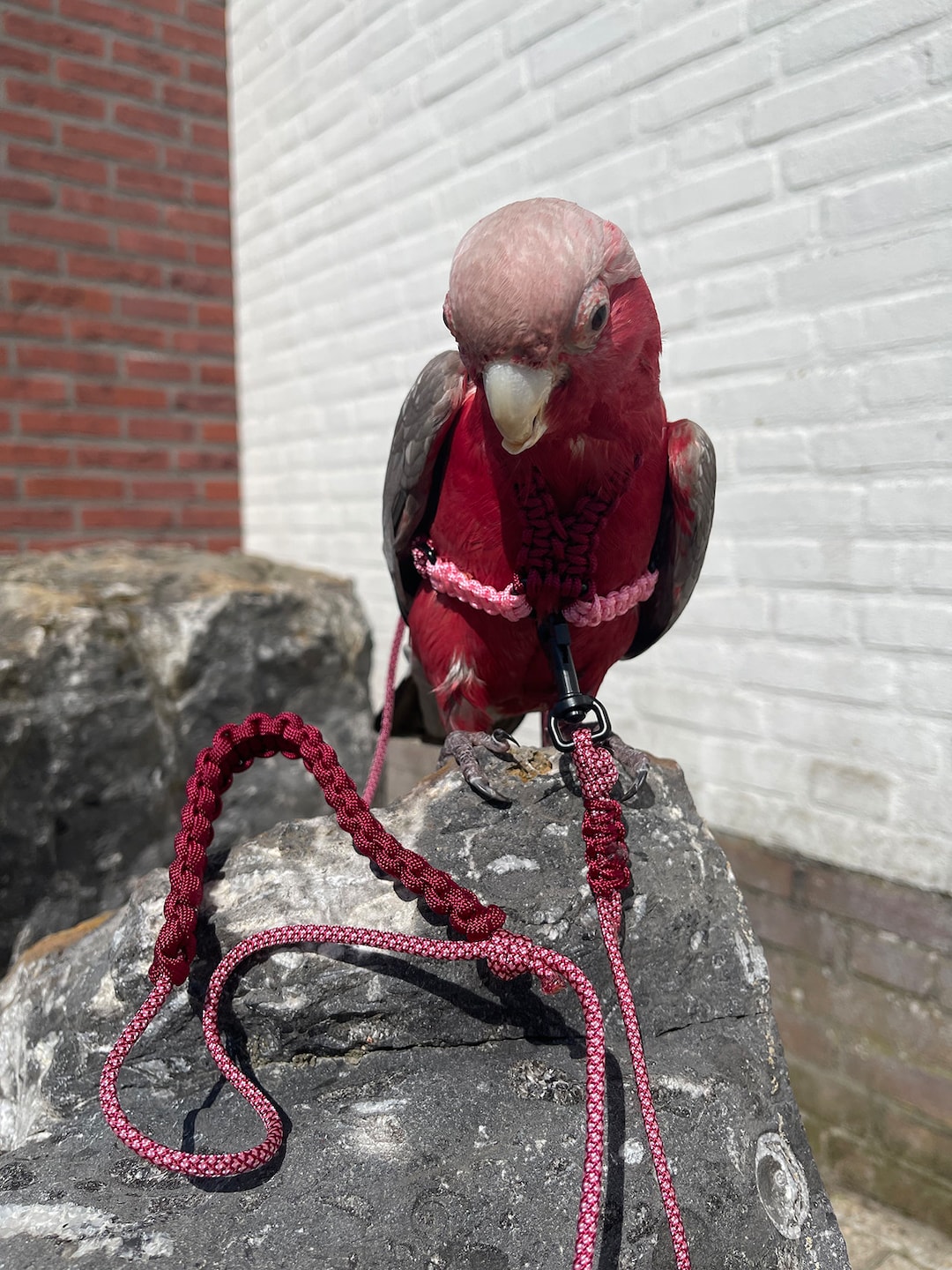 Parrot Harness Paracord Red/pink – Handmade Adjustable Harness for ...