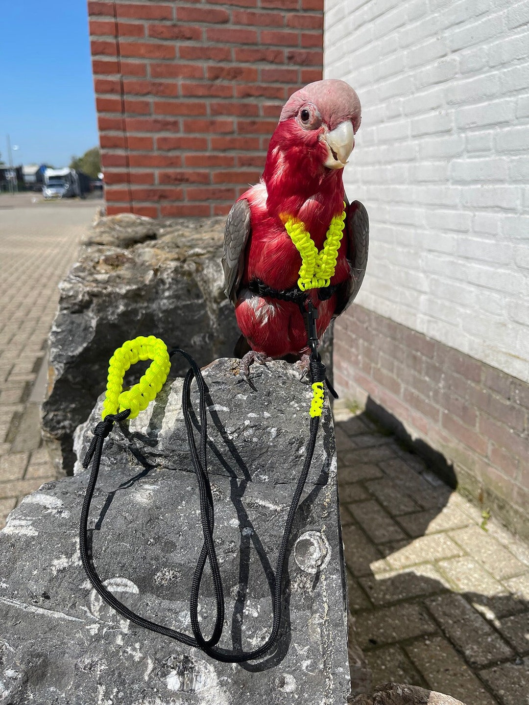 Parrot Harness Paracord Neon Yellow/black – Handmade Adjustable Harness ...