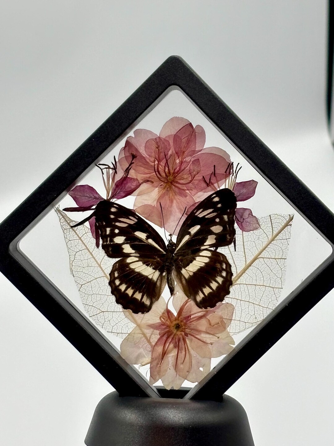 Real Common Sailer Butterfly Specimen in 3-D Floating Frame #61 - Etsy