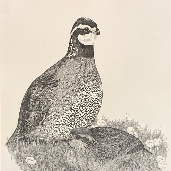 Bobwhite Quail Wall Art - Etsy