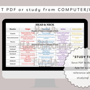 Anatomy Muscle Charts | Study Guide | Study Notes | Physician Assistant ...