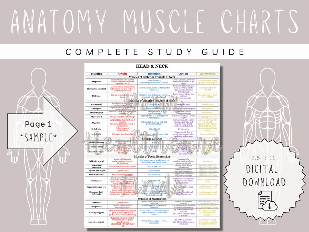 Anatomy Muscle Charts | Study Guide | Study Notes | Physician Assistant ...