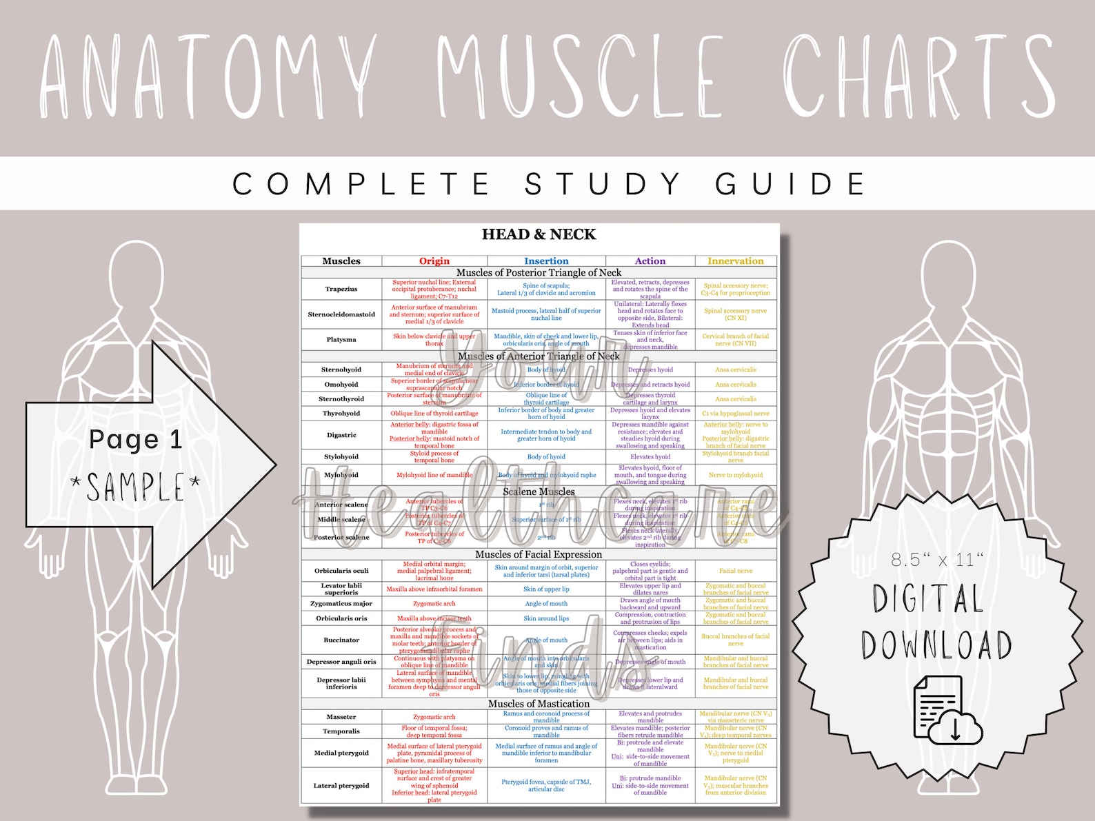 Anatomy Muscle Charts Study Guide | Medical Student Notes (PDF Download ...