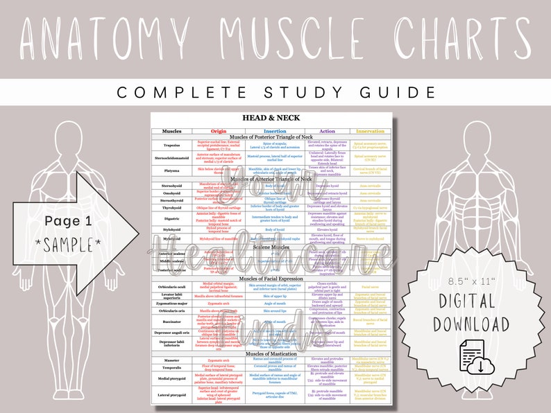 Anatomy Muscle Charts Study Guide | Medical Student Notes (PDF Download ...