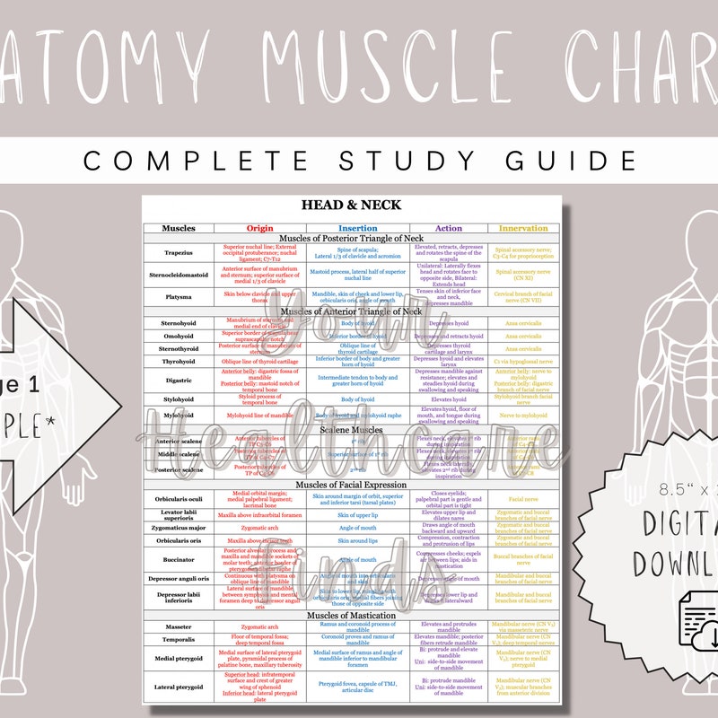 Muscle Anatomy - Etsy