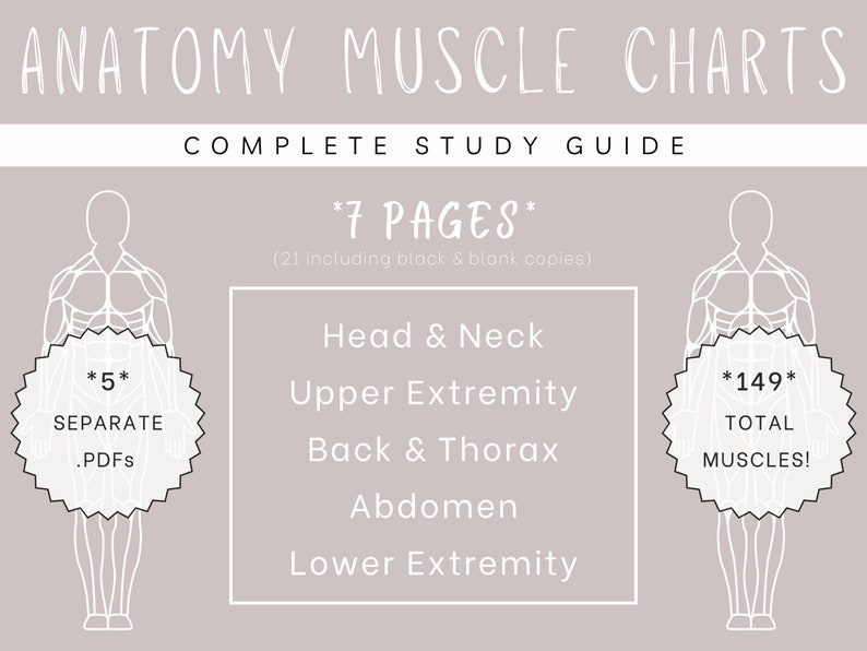 Anatomy Muscle Charts Study Guide | Medical Student Notes (PDF Download ...