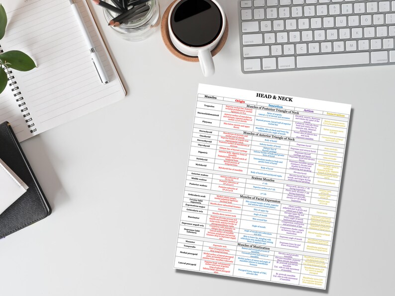 Anatomy Muscle Charts Study Guide Study Notes Physician - Etsy