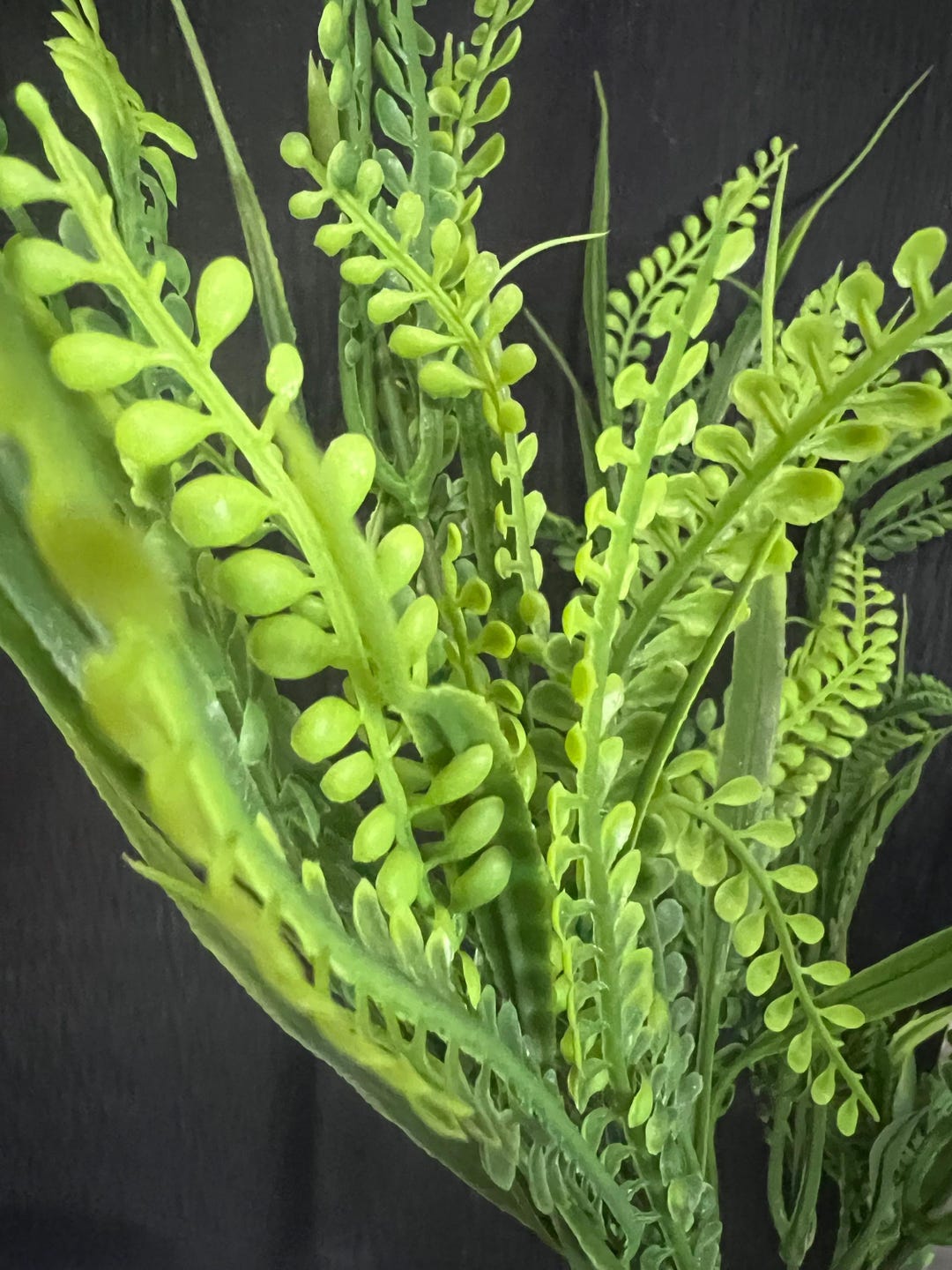 Pearl Button Fern Large Bush Single Bushes Plastic Trending Greenery ...