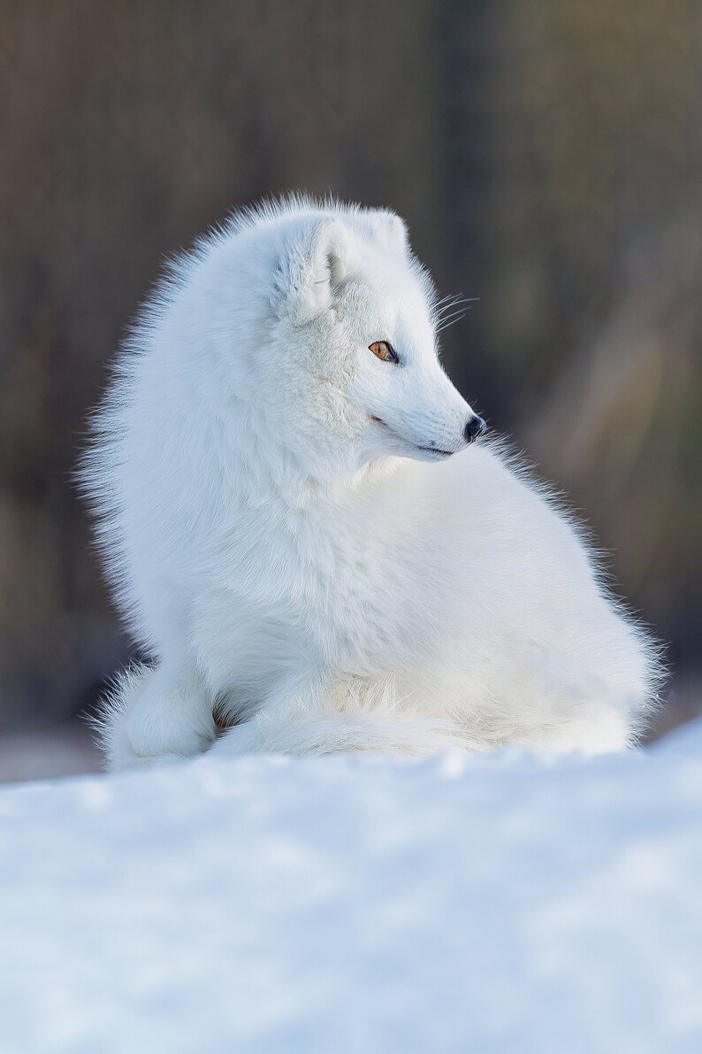 White Artic Fox, Ecomuseum, Ste-anne-de-bellevue, Quebec, Canada - Etsy