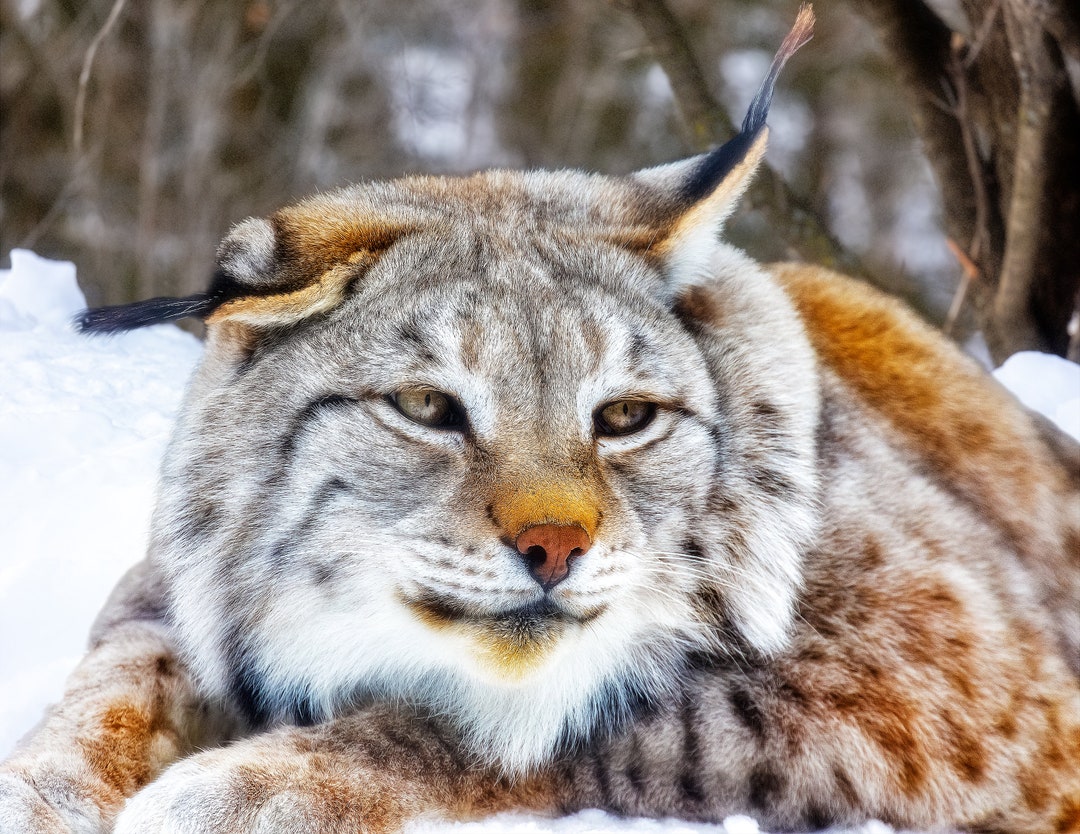 Canadian Lynx, Ecomuseum, Ste-anne-de-bellevue, Quebec, Canada - Etsy