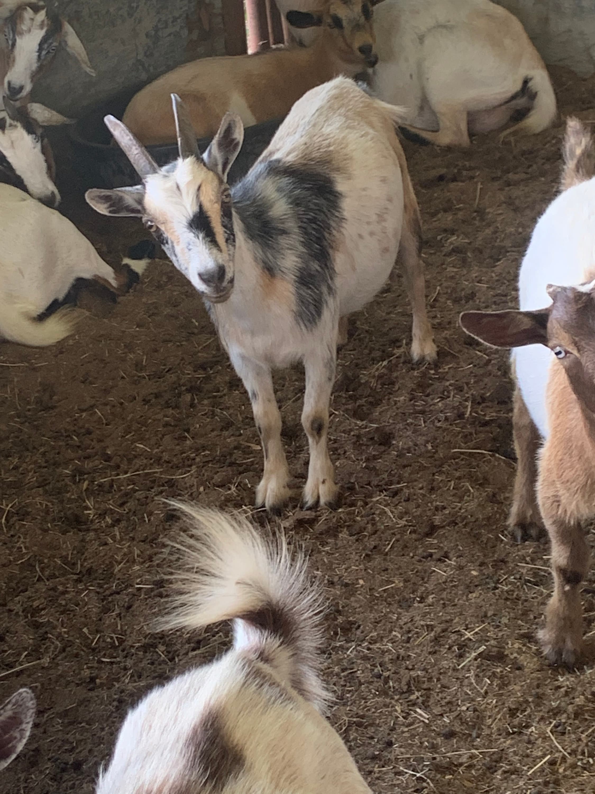 Goat Manure 5lbs - Etsy