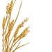 Wheat Print | Printable Wall Art | Digital Download | Wall Decor | Fall ...
