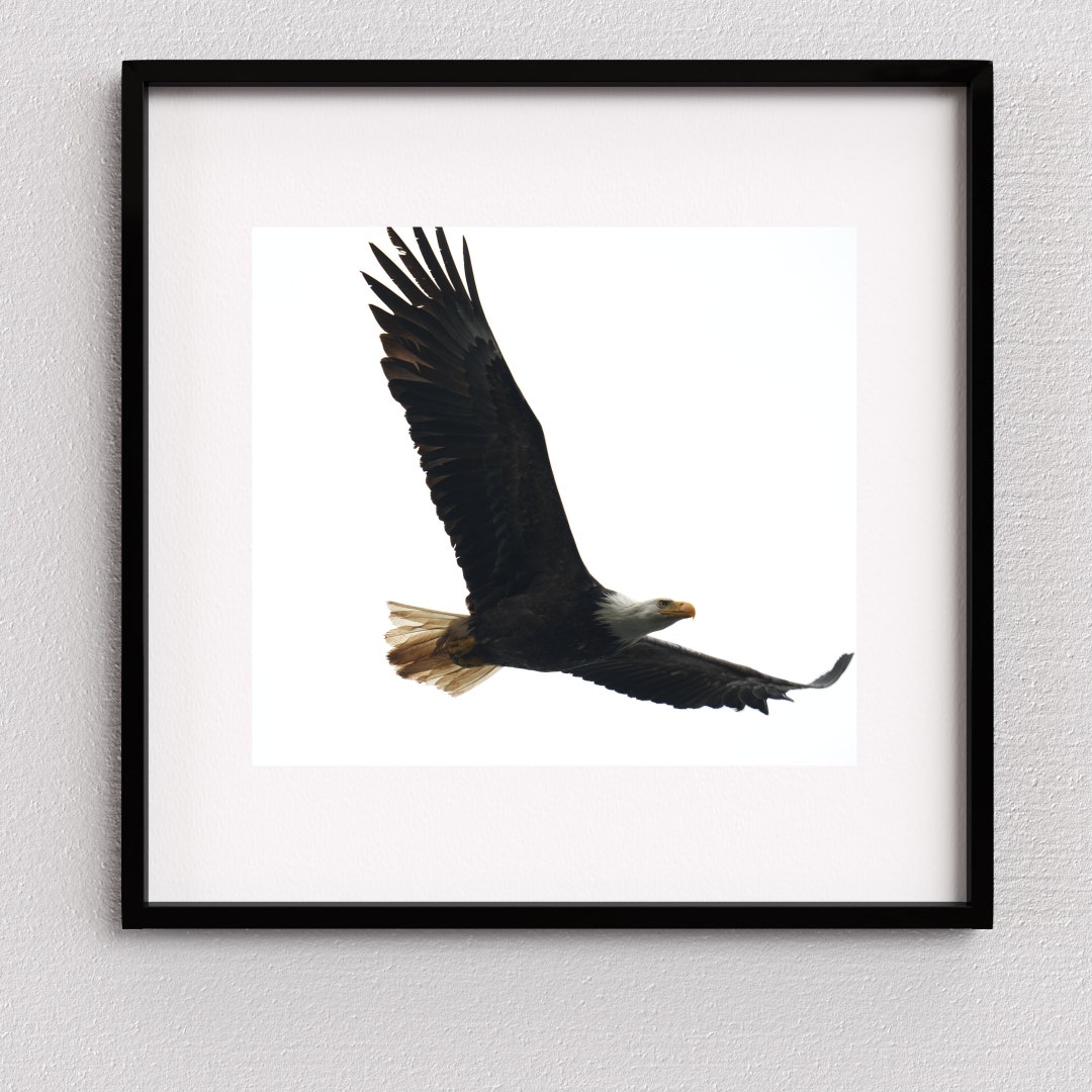 Bald Eagle, Flying, America, Patriotic,usa, Eagles, Home Decor, Office ...